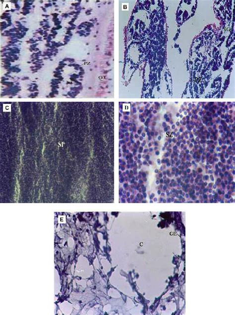 Light Micrographs Of Testicular Sections Download Scientific Diagram