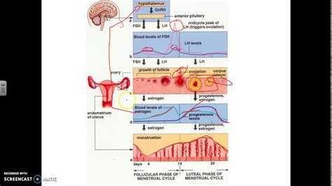 Female Reproductive Hormones And Feedback Systems Youtube