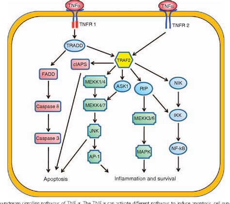Figure 1 From Tnf α Nf κb Snail Pathway In Cancer Cell Migration And
