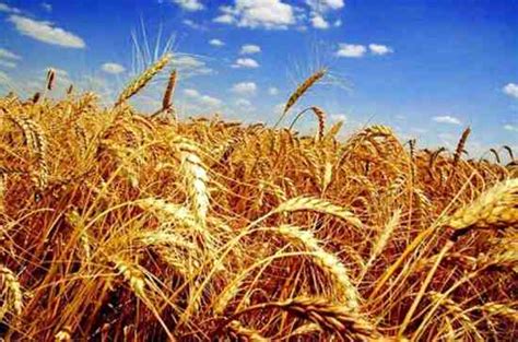 La Agricultura En Argentina Principales Cultivos Y Producción