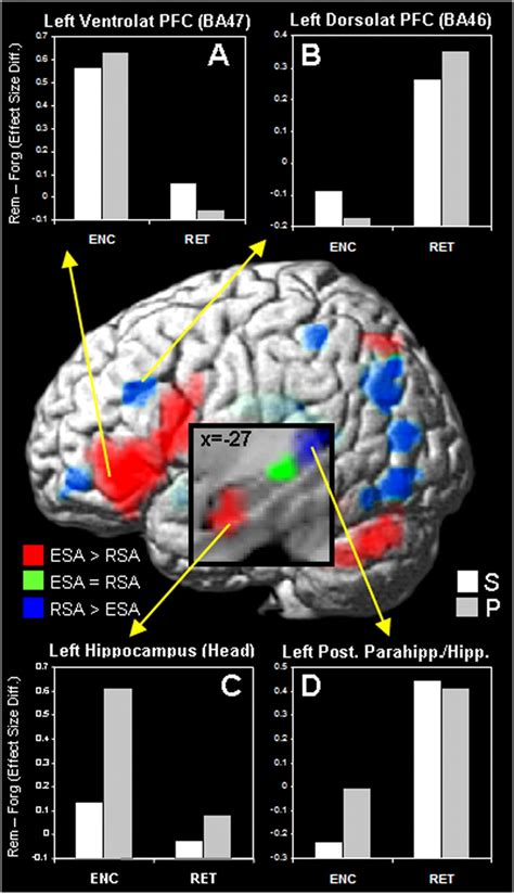 Neural Correlates Of Relational Memory Successful Encoding And