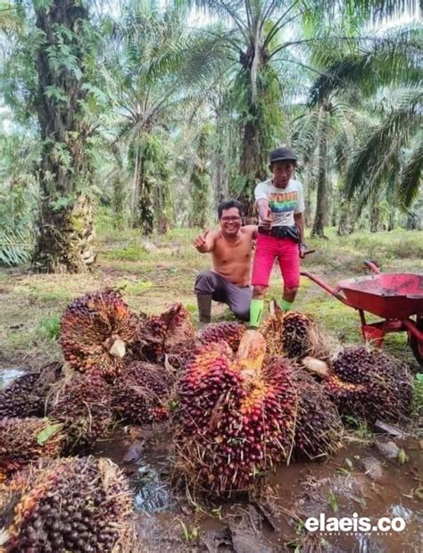 Soal Zakat Kebun Kelapa Sawit Begini Penjelasannya