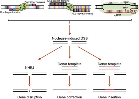 Genome Editing With Mrna Encoding Zfn Talen And Cas9 Molecular Therapy