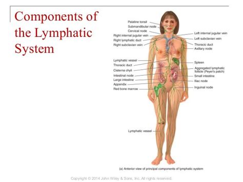 22 [chapter 22 The Lymphatic System And Immunity]