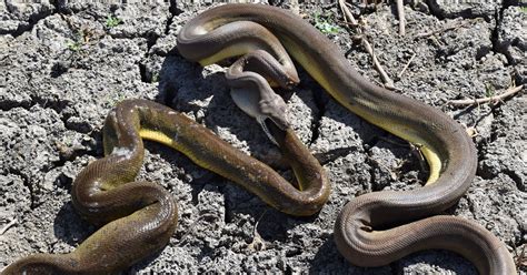 in photos python regurgitates another python almost the