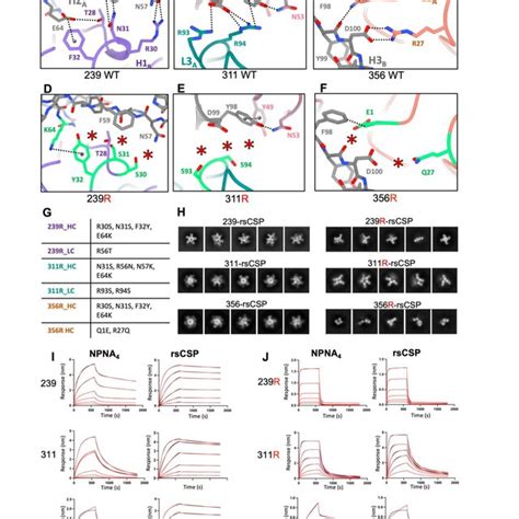 Structural And Functional Effects Of Mutagenesis Of The Homotypic