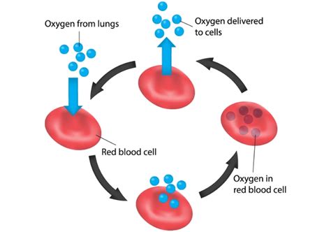 Homeostasis In Cells Diagram