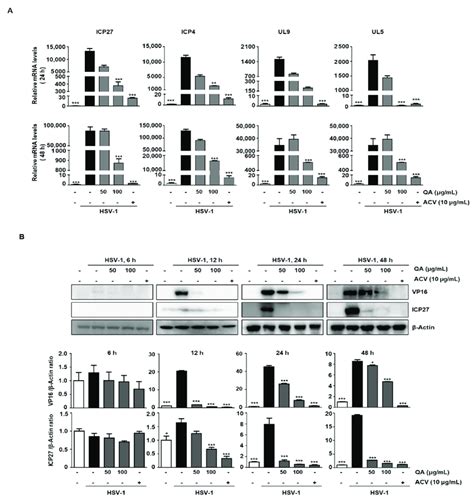 Qa Exhibits Antiviral Effects Upon Infection By Hsv 1 In Vero Cells Qa