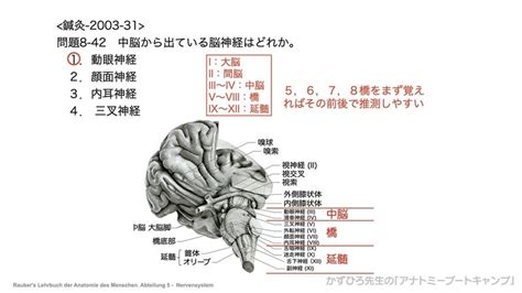 今日のプチ解剖：中脳から出ている脳神経はどれ？｜かずひろ先生（黒澤一弘｜解剖学）