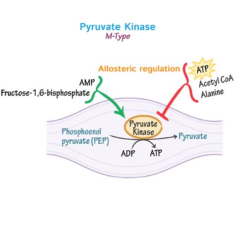 Biochemistry Glossary Pyruvate Kinase Ditki Medical And Biological