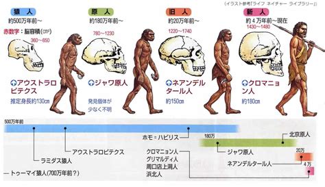 人類の進化 【ざっくり日本建築史】旧石器時代・縄文時代 Naver まとめ