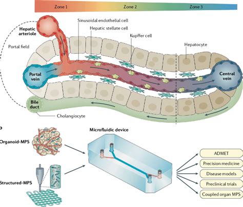 Human Liver Acinus Structure And Organization A The Liver Sinusoid