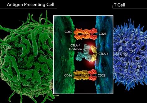Cd28 Signaling Pathway