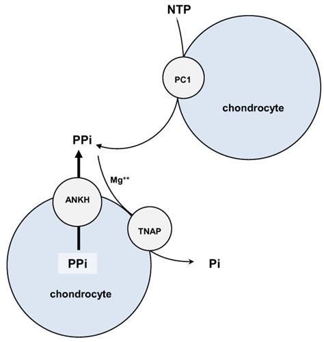 Extracellular Pyrophosphate Metabolism Ankh Progressive Ankylosis