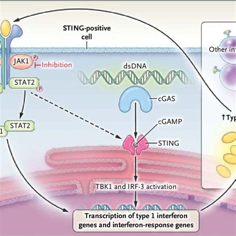 Pdf Activated Sting In A Vascular And Pulmonary Syndrome