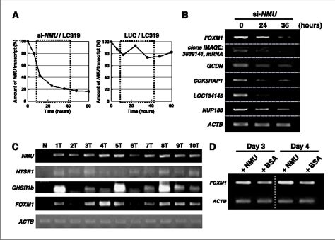 Figure 6 From The Neuromedin U Growth Hormone Secretagogue Receptor 1b