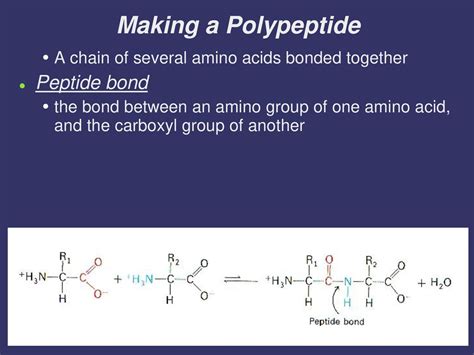 3 Proteins Most Diverse Type Of Macromolecule Ppt Download
