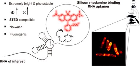 Sira A Silicon Rhodamine Binding Aptamer For Live Cell Super