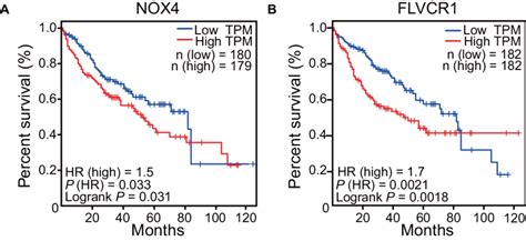 Survival Analysis Of Nox4 And Flvcr1 Kaplan Meier Analysis Of The