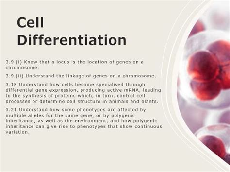 Cell Differentiation Teaching Resources