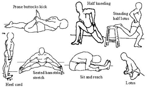 The Seven Static Stretching Exercises Download Scientific Diagram