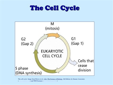 Ppt The Cell Cycle Powerpoint Presentation Free Download Id 3213690
