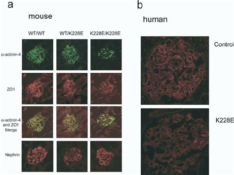 Biochemical Characteristics Of Mutant Mice A Average Bun And