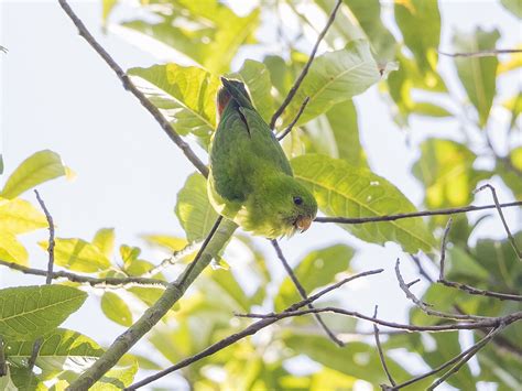 yellow throated hanging parrot ebird