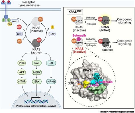 Sotorasib A Krasg12c Inhibitor For Non Small Cell Lung Cancer Trends