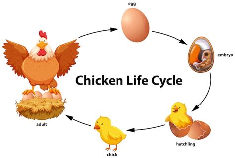 Premium Vector Chicken Life Cycle Diagram