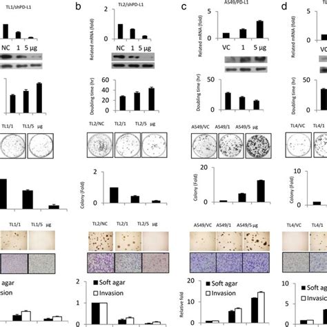 Pd‐l1 Expression May Be Responsible For Cell Proliferation Colony