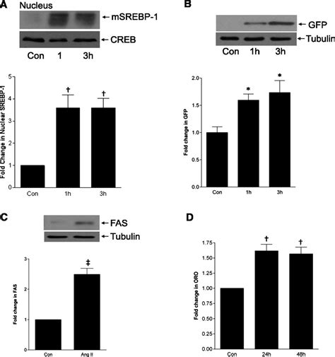 Srebp 1 Mediates Angiotensin Ii Induced Tgf β1 Upregulation