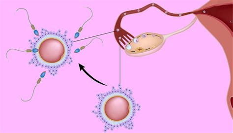 ¿cuál Es El Origen Y Función Del Orgasmo En Las Mujeres Estilo De