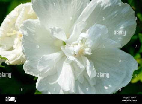 Hibiscus Syriacus White Chiffon Flower White Roses Of Sharon
