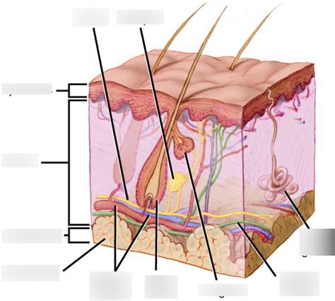 Skin Cross Section Diagram Quizlet
