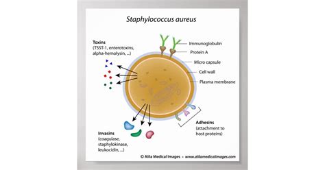 Staphylococcus Aureus Life Cycle