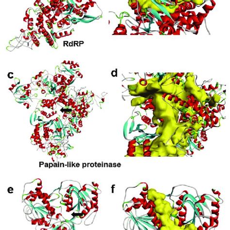 Structures And Predicted Binding Pockets Arrows On Left Yellow Areas