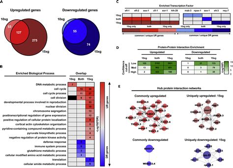 Comparative Transcriptomics Identifies Neuronal And Metabolic