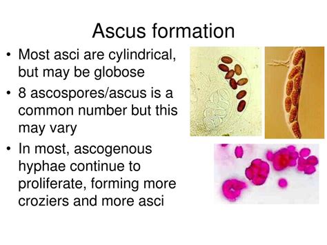 Ppt Phylum Ascomycota Powerpoint Presentation Free Download Id