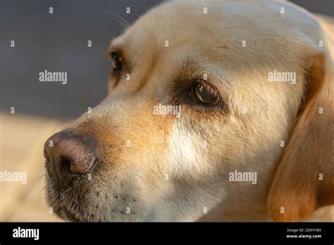 Ojos Anhelantes Fotografías E Imágenes De Alta Resolución Alamy