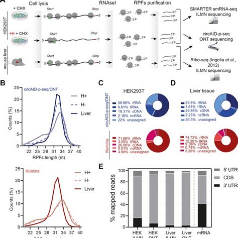 Ribosome Profiling Analysis Comparison Circaid P Seq Ont Vs Ribo Seq