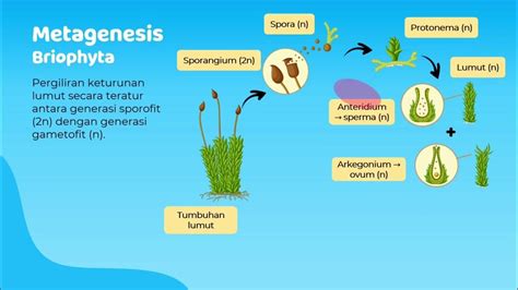 Reproduksi Tumbuhan Lumut Bryophyta Youtube