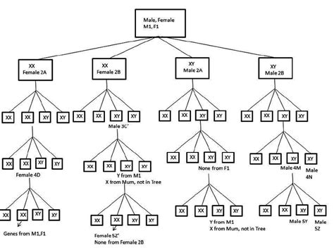 sex chromosome inheritance download scientific diagram