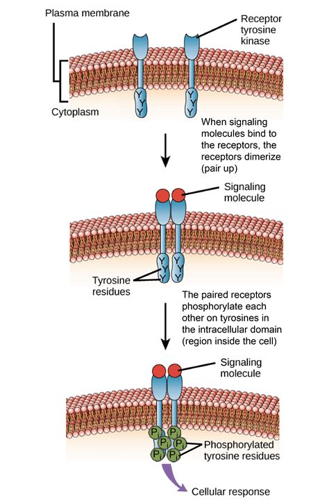 Ligands And Receptors Khan Academy Signal Transduction Cell Membrane