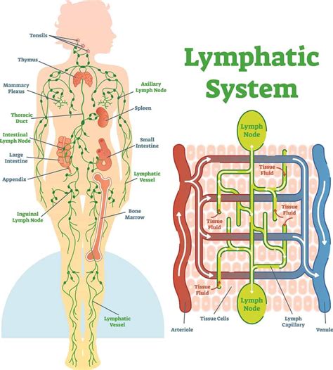 Lymph Node Anatomy Diagram