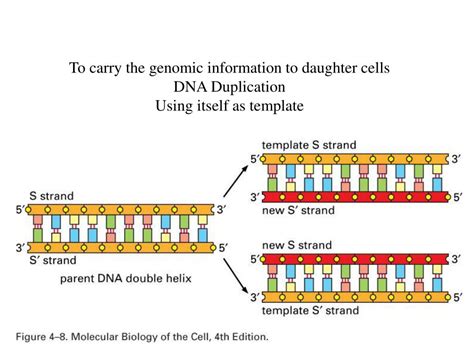 ppt dna and chromosomes powerpoint presentation free download id