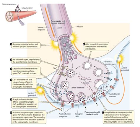 Neuromuscular Junction Physiology Human Anatomy And Physiology