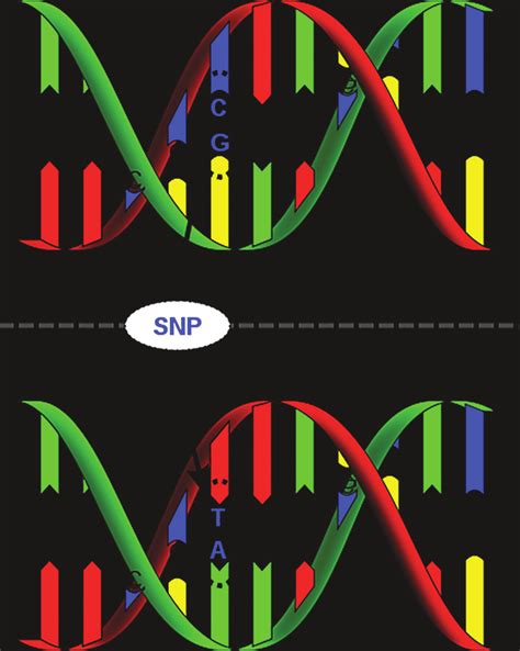 A Single Nucleotide Polymorphism Snp Is A Dna Sequence Variation That