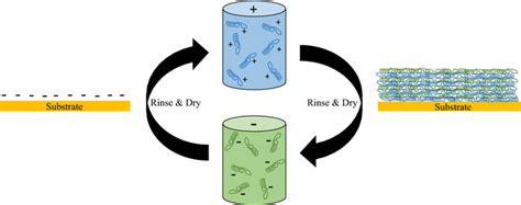 Schematic Of Layer By Layer Assembly Of Polyelectrolytes Onto A Charged