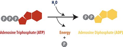 Using An Atpase Activity Assay For Drug Discovery Bellbrook Labs